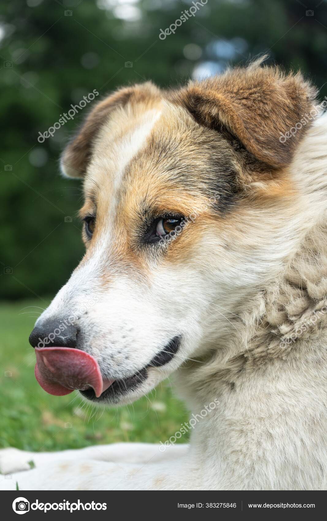 Himalayan Shepherd Dog