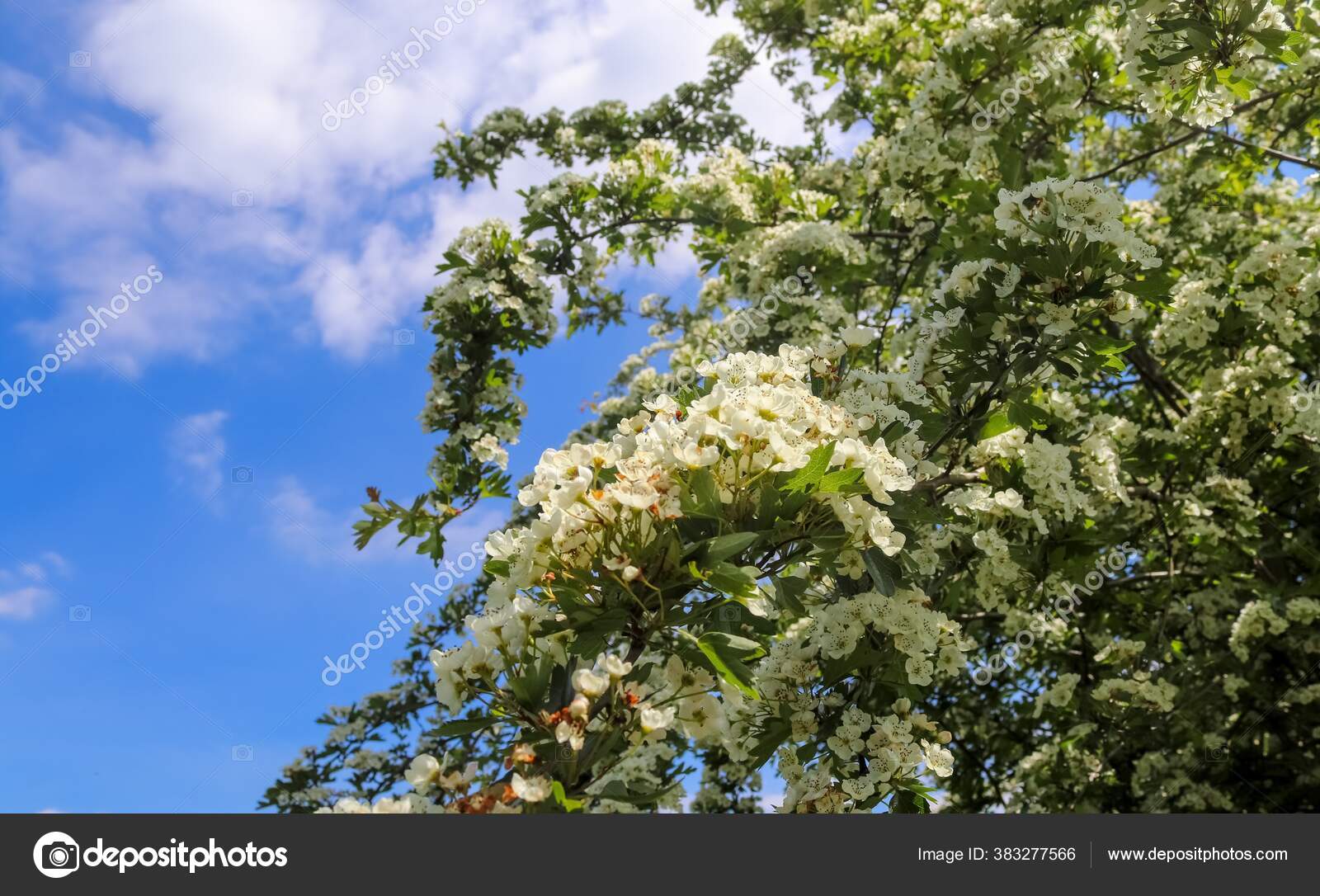 Beautiful Asian Cherry Tree Blossom Springtime White Flowers Stock ...