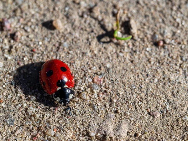 Ladybug top view Stock Photos, Royalty Free Ladybug top view Images ...