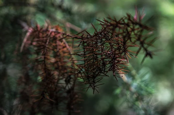 Tak met spikes Stock Photos, Royalty Free Tak met spikes Images ...