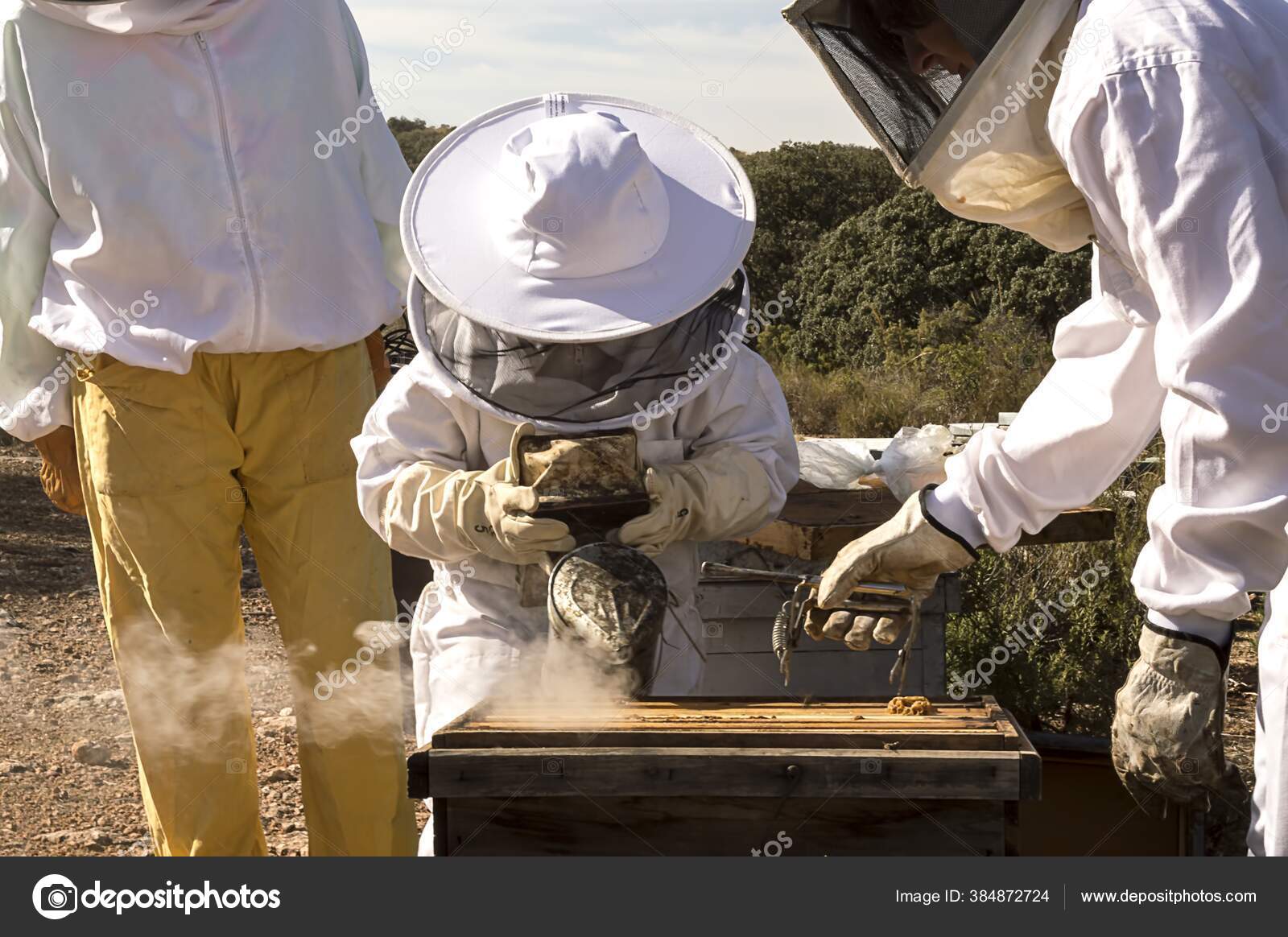 Beekeeper Working Bees Beehives Apiary — Stock Editorial Photo ...