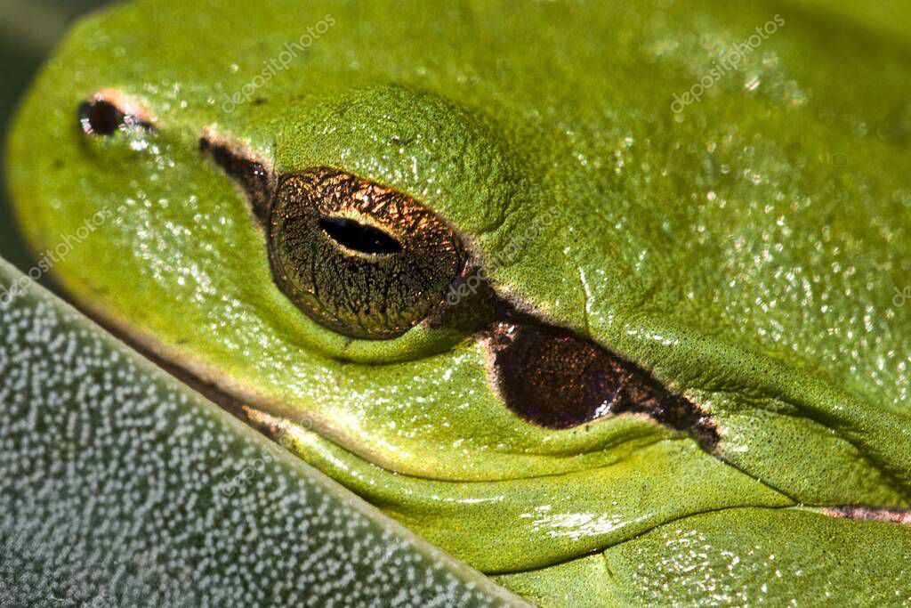 Un primer plano del ojo de una rana arbórea mediterránea bajo la luz ...