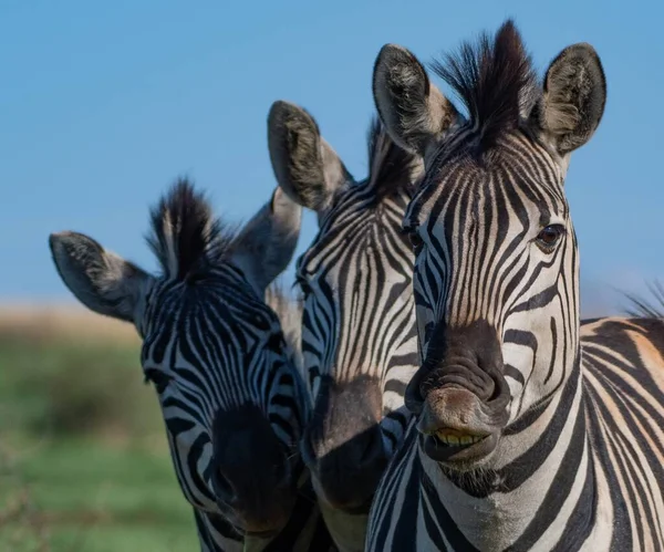 Nombres únicos para grupos de animales 28 Stock Photos, Royalty Free ...