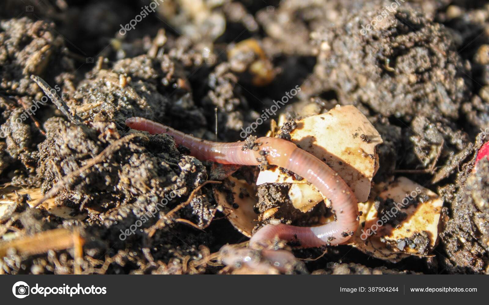 Worm Worm Compost Bin Decomposing Food Scraps New Soil Fertilizer Stock ...