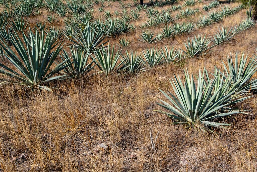 Una toma de alto ángulo de líneas de plantas de Agave Espadin en un ...