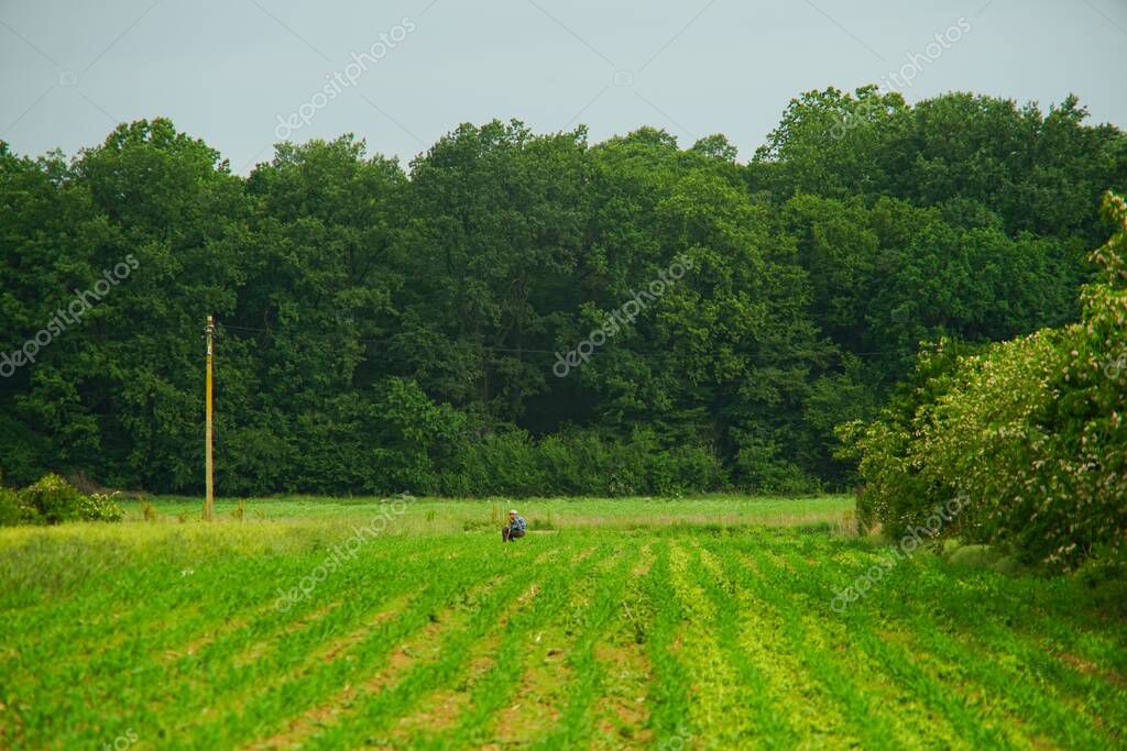 un viejo campesino, trabajando a mano su maizal cerca de un bosque en ...