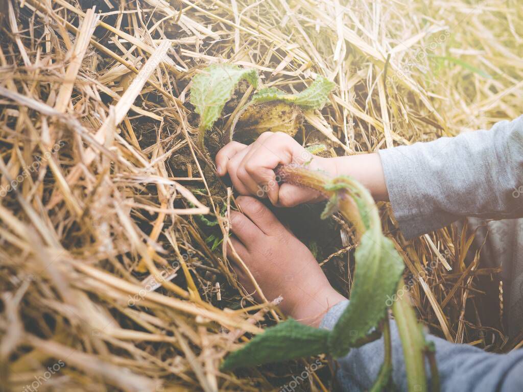 Manos masculinas tratando de extirpar una rama de una planta de la pila ...