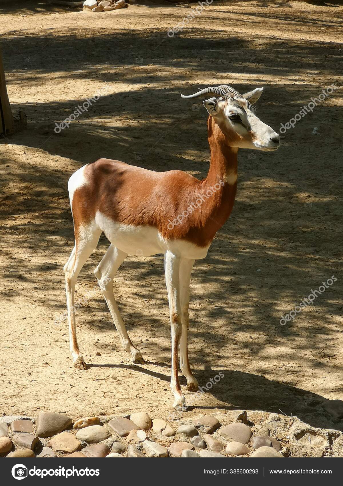 Vertical Shot Young Springbok Gazelle — Stock Photo © Wirestock #388600298