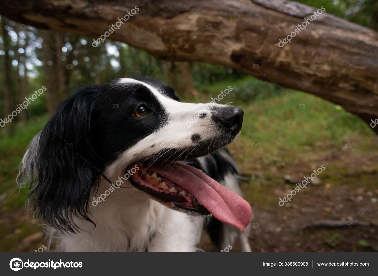 Welsh Springer Spaniel Black