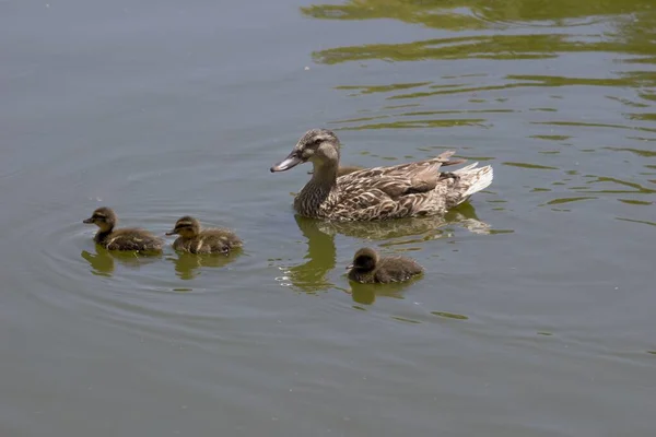 Patitos con madre fotos de stock, imágenes de Patitos con madre sin royalties | Depositphotos