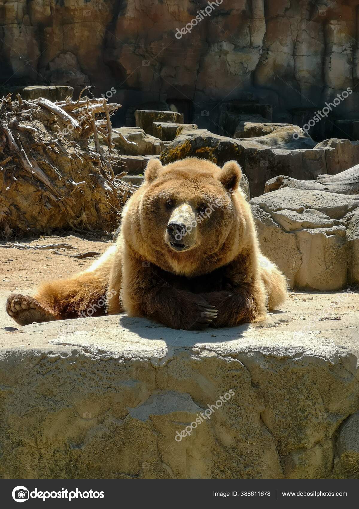 Tiro Vertical Oso Pardo Tumbado Roca Del Zoológico Día Soleado — Foto ...