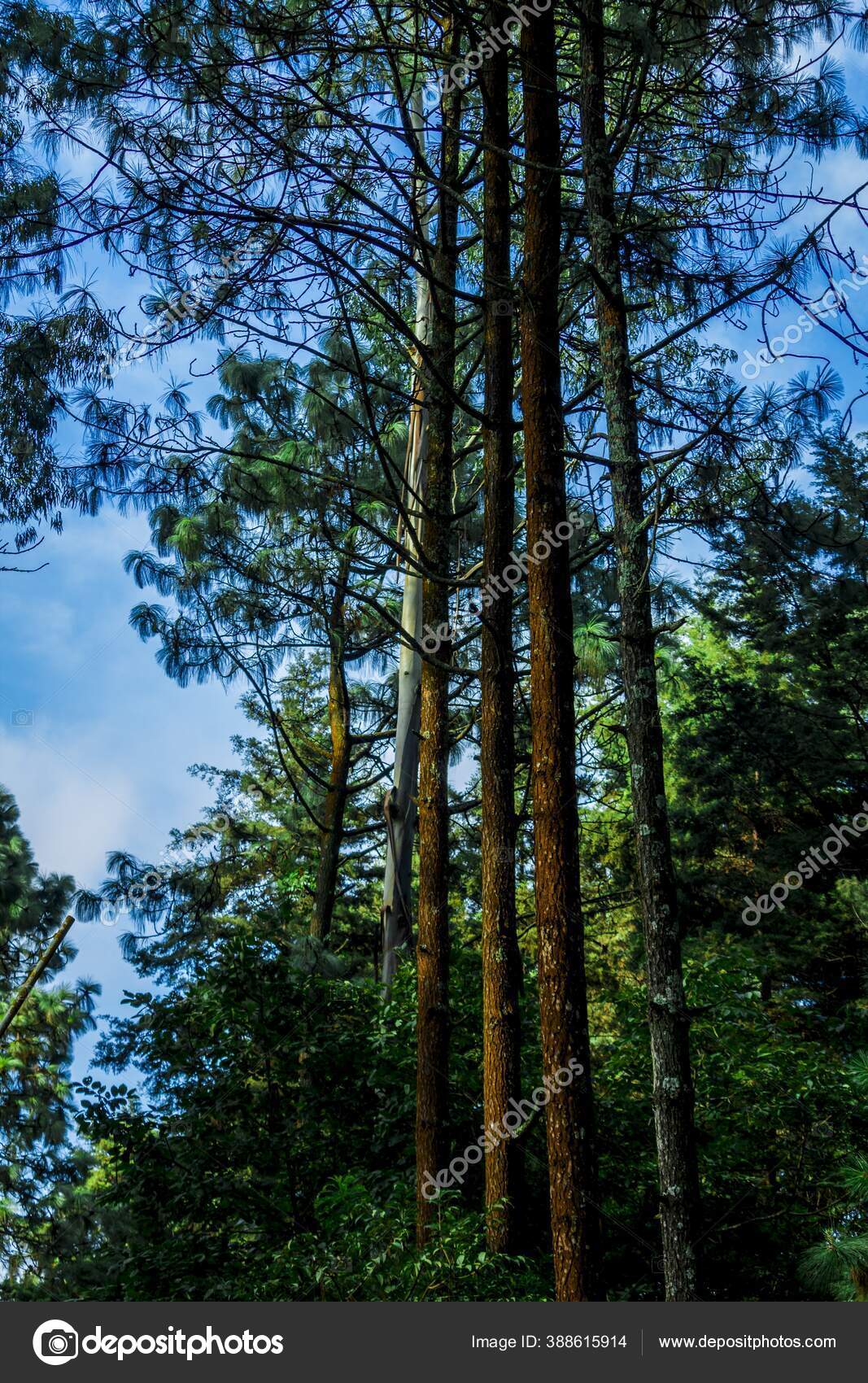 Vertical Picture Trees United Nations National Park Guatemala — Stock ...