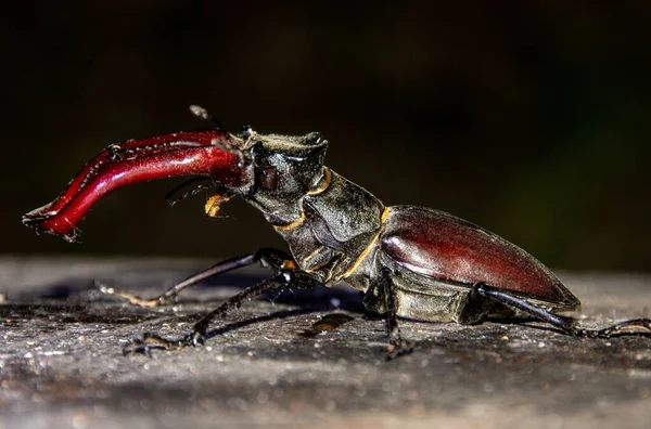 Insectos hematófagos Stock Photos, Royalty Free Insectos hematófagos ...