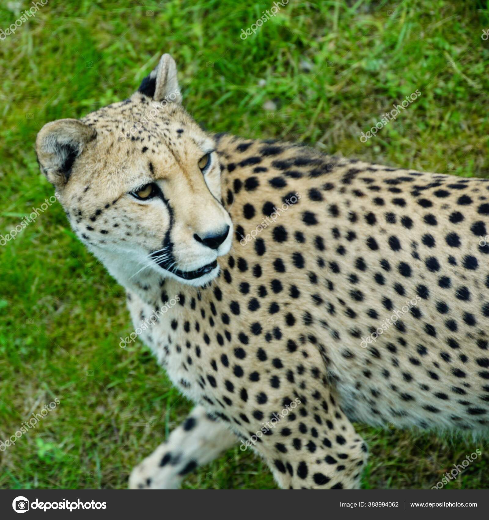 Closeup Shot Cheetah Blurry Green Grasses Background — Stock Photo ...