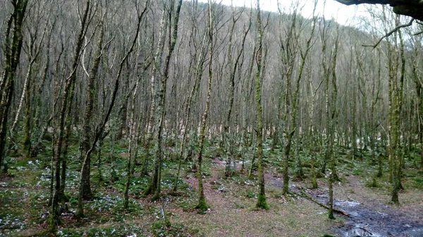 Bosque mokey Stock Photos, Royalty Free Bosque mokey Images | Depositphotos