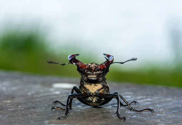 Locust demon Stock Photos, Royalty Free Locust demon Images | Depositphotos
