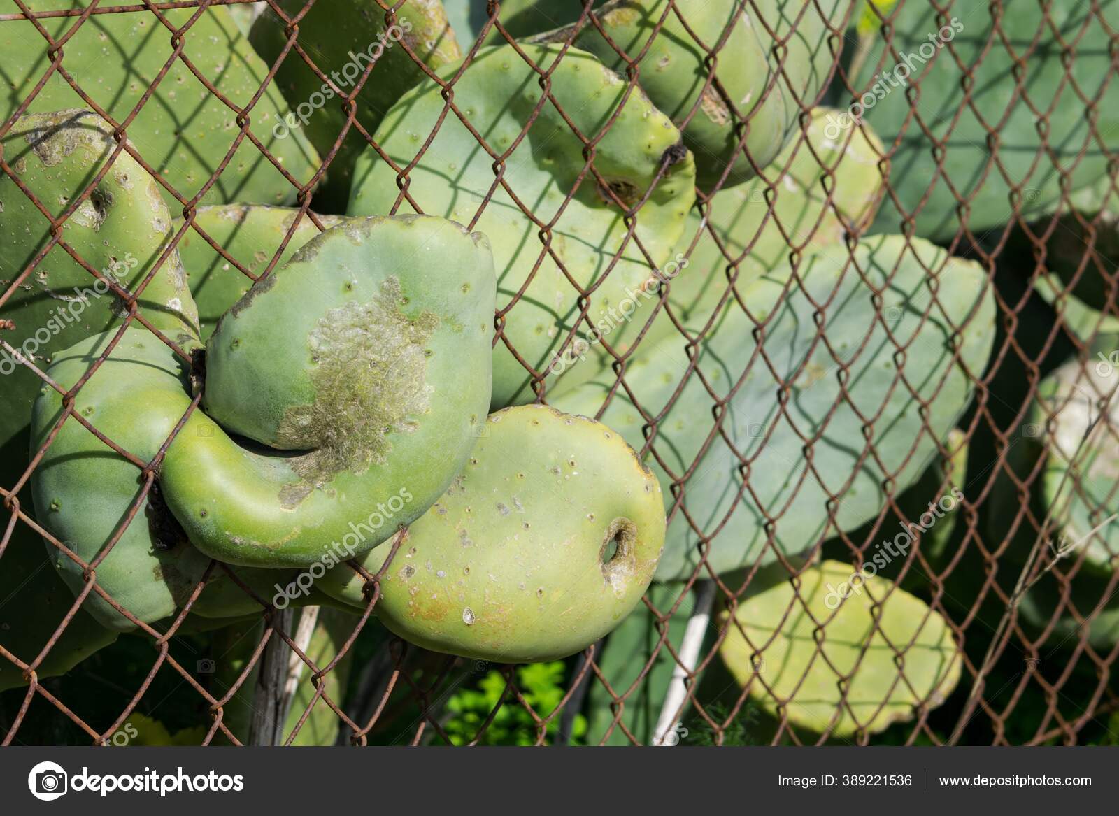 Force Nature Adapts Man Made Structures Opuntia Prickly Pear Pad ...