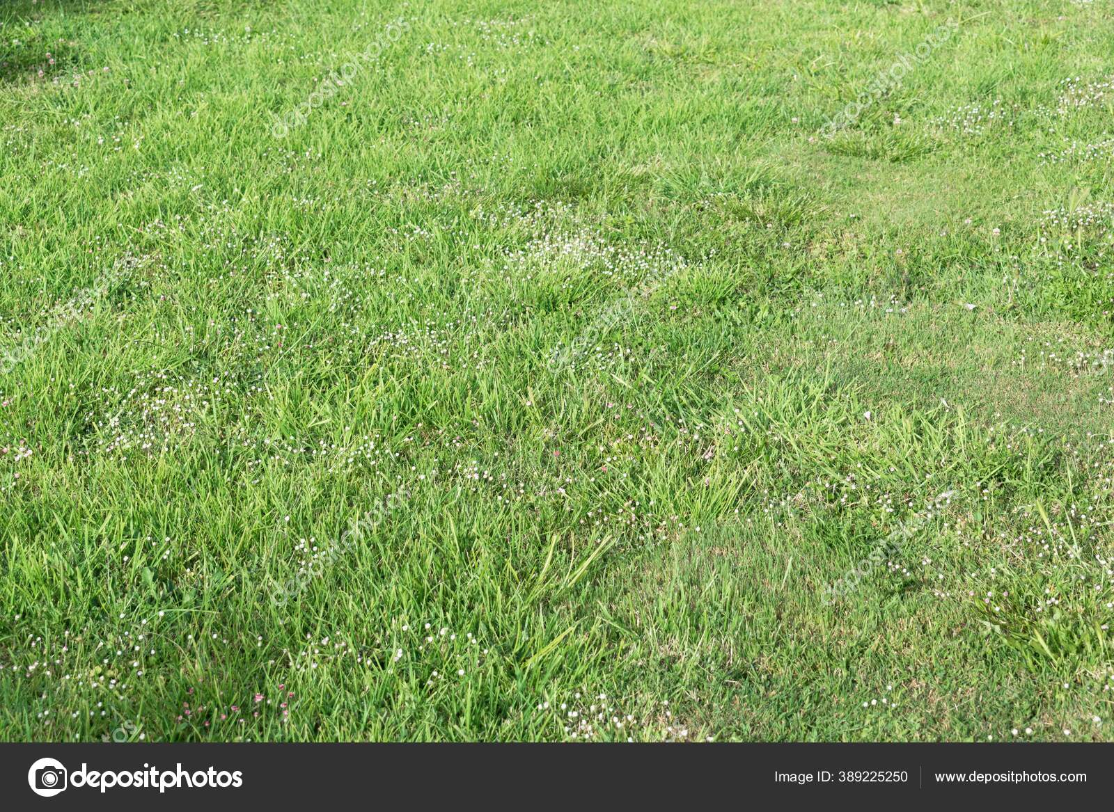 High Angle Shot Growing Grass Field Sunlight — Stock Photo © Wirestock ...
