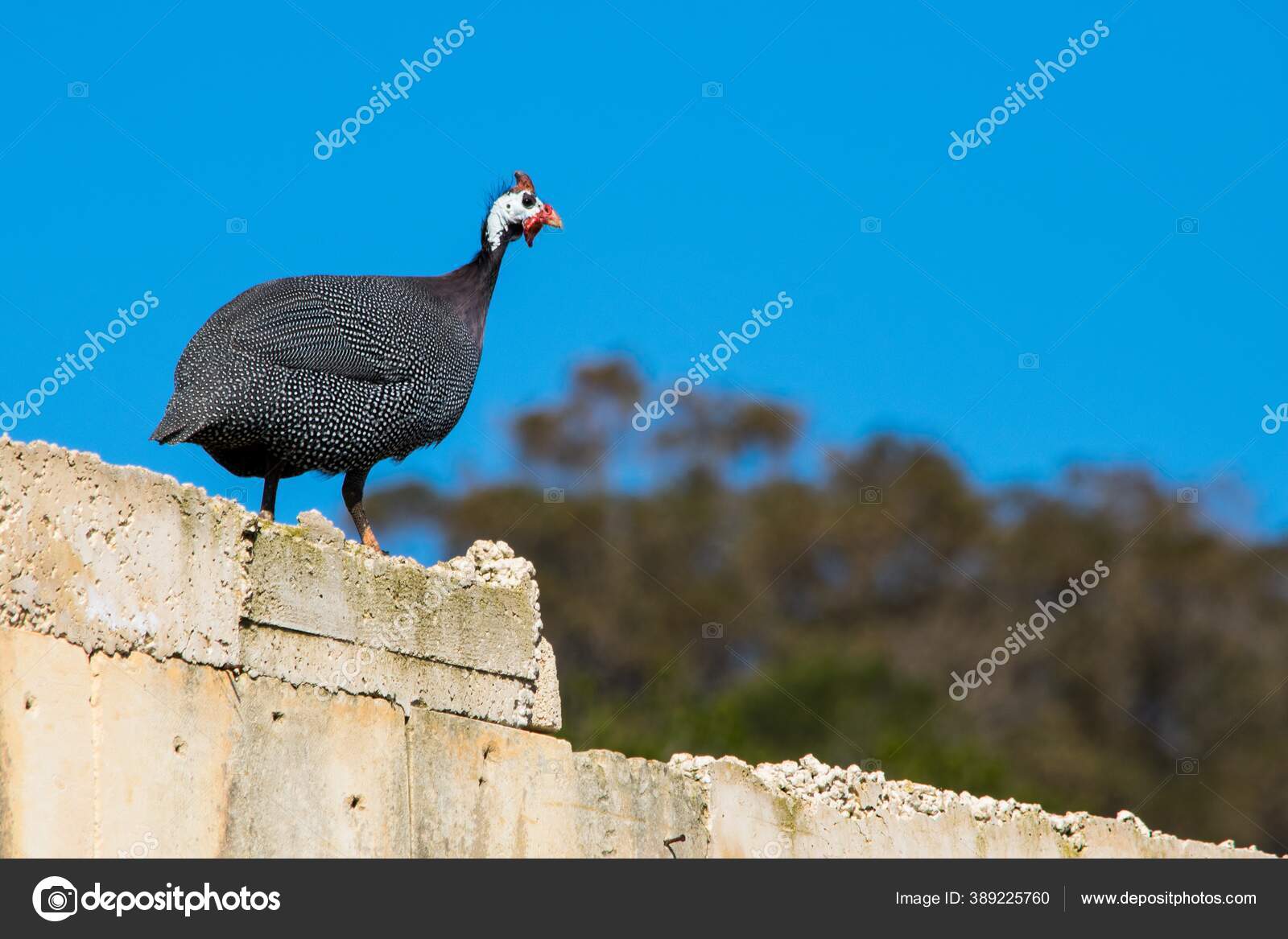 Lone Grey Guinea Fowl White Spots Walking Calling Rest His Stock Photo ...