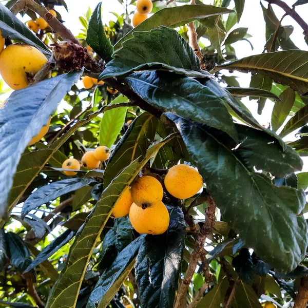 Loquat Stock Photos, Royalty Free Loquat Images | Depositphotos