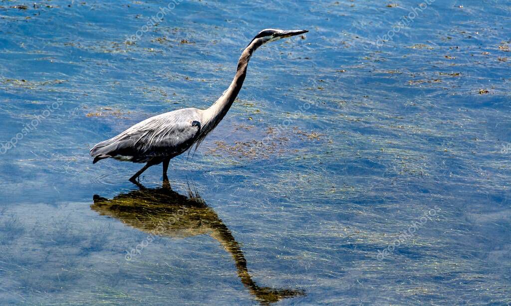 Gran garza azul (Ardea herodias) extiende su cuello hacia adelante ...