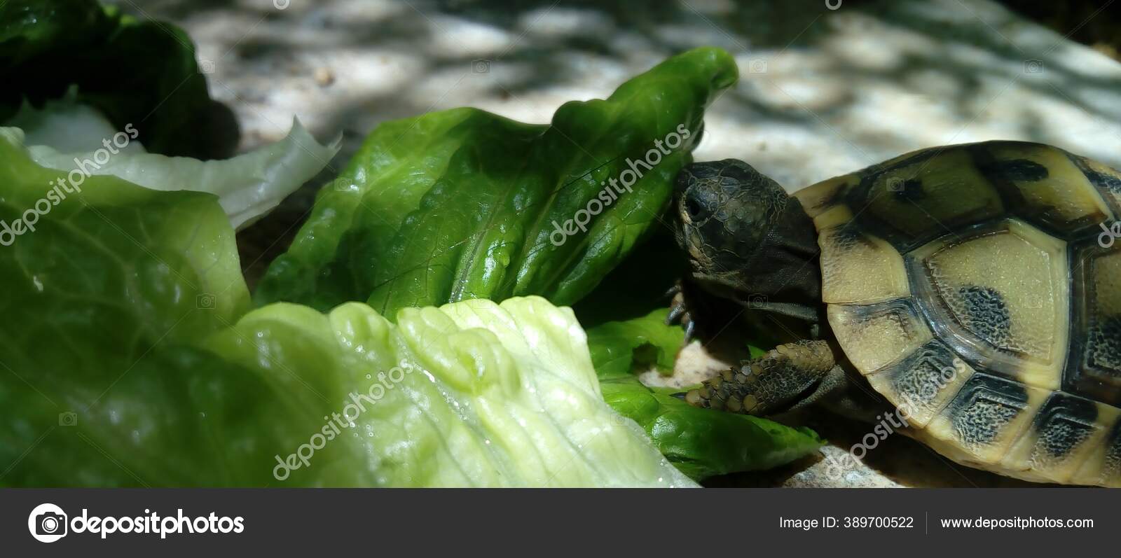 Baby Turtle Eating Lettuce