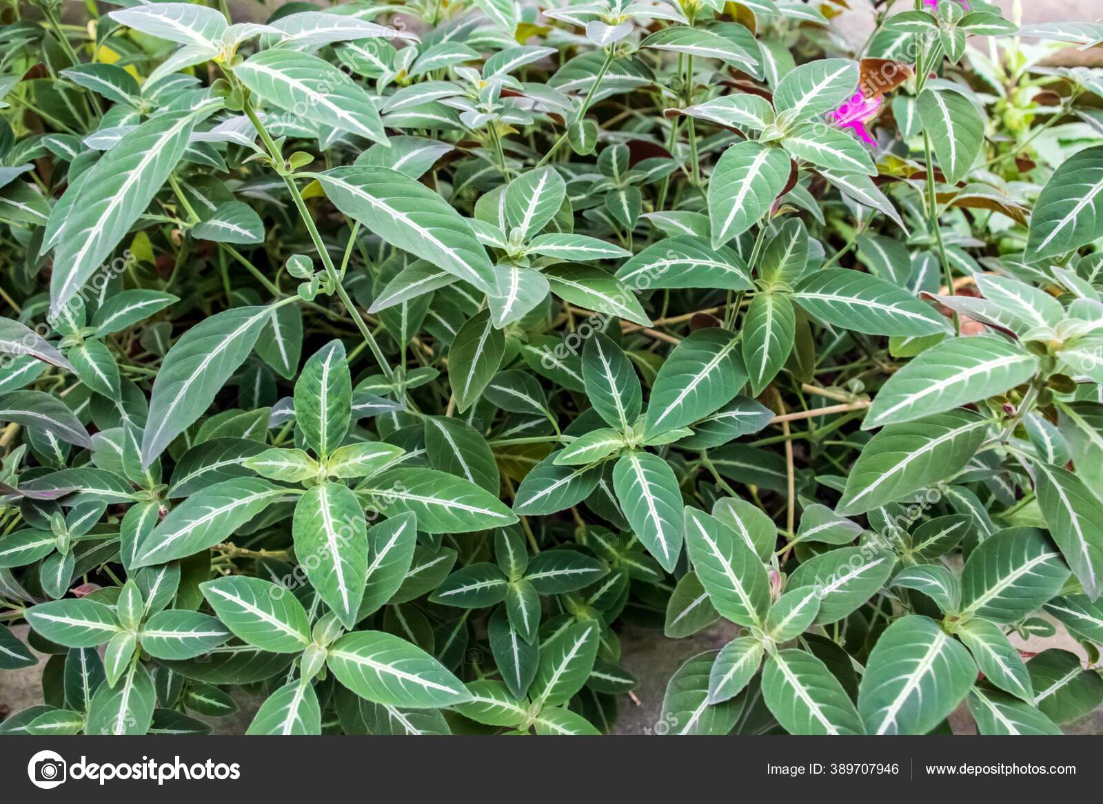 Closeup Shot Monkey Plant Growing Ground — Stock Photo © Wirestock ...