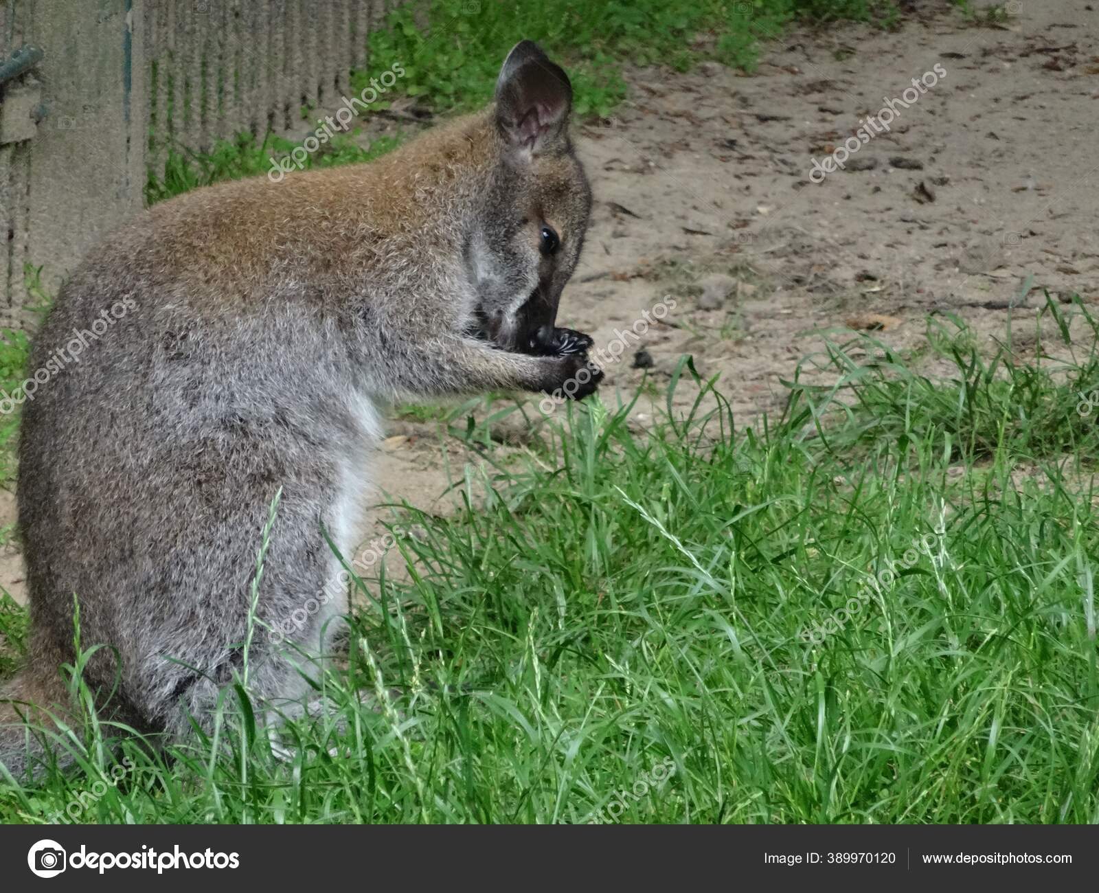 Adorable Brown Wallaby Grass Zoo — Stock Photo © Wirestock #389970120
