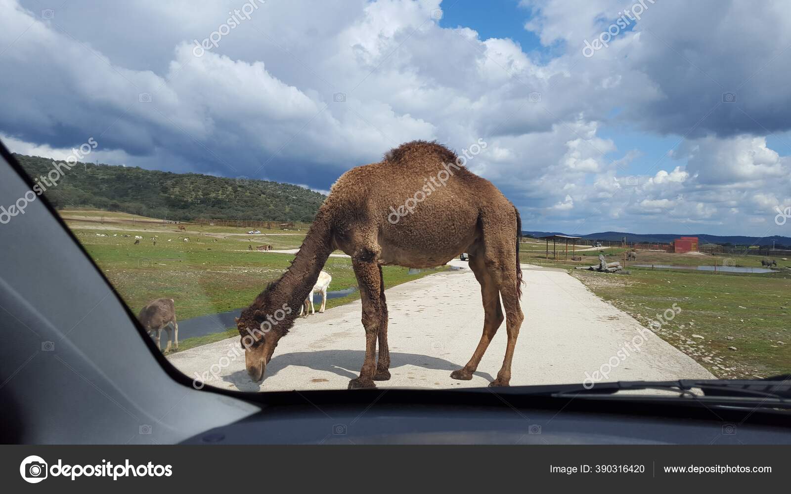 Llamas In A Car