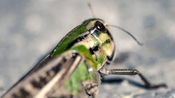 European insect Stock Photos, Royalty Free European insect Images ...