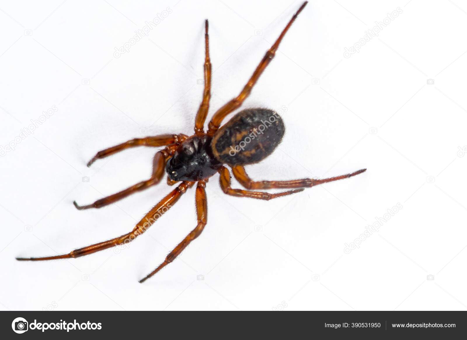 Steatoda Spider