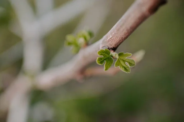Pommiers bourgeons Stock Photos, Royalty Free Pommiers bourgeons Images ...