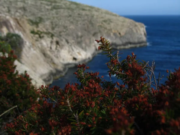 Garigue vegetation Stock Photos, Royalty Free Garigue vegetation Images ...