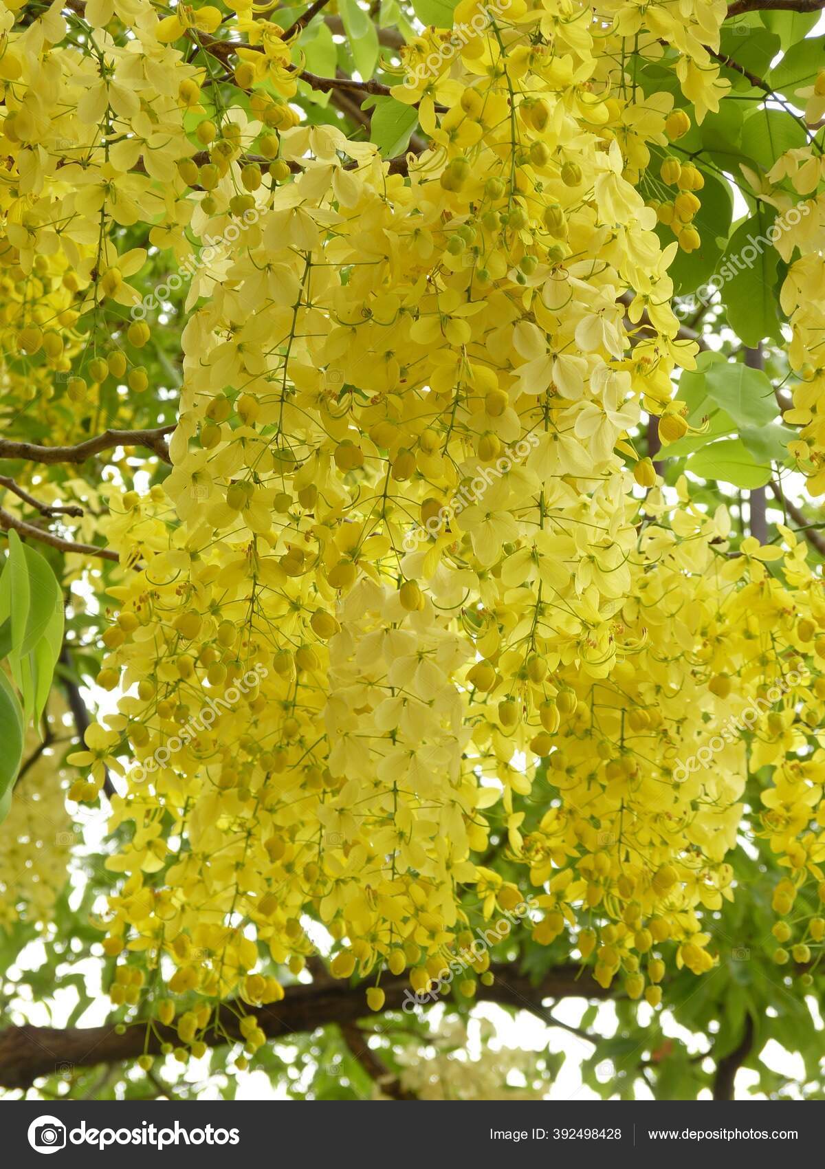 Vertical Shot Golden Chain Tree — Stock Photo © Wirestock #392498428