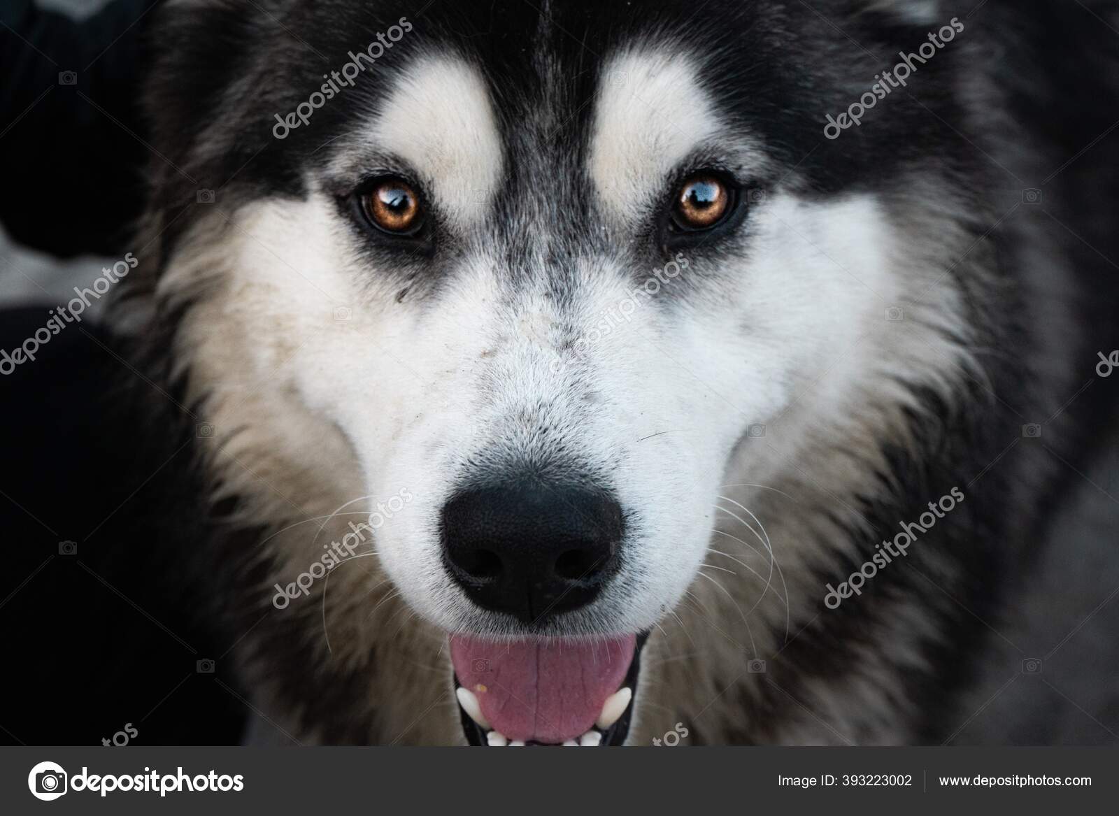 How Long Do Canadian Eskimo Dog Live