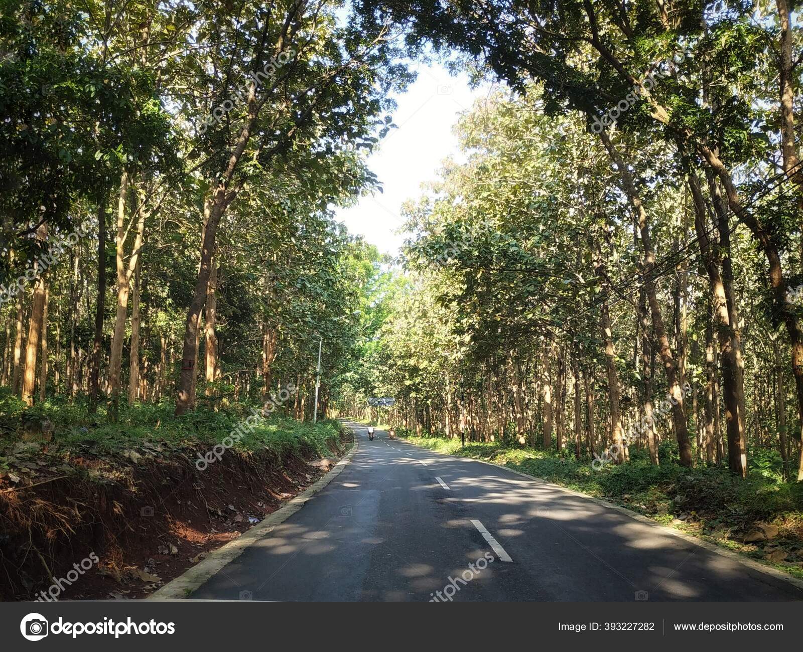 Beautiful Shot Road Lined Trees — Stock Photo © Wirestock #393227282
