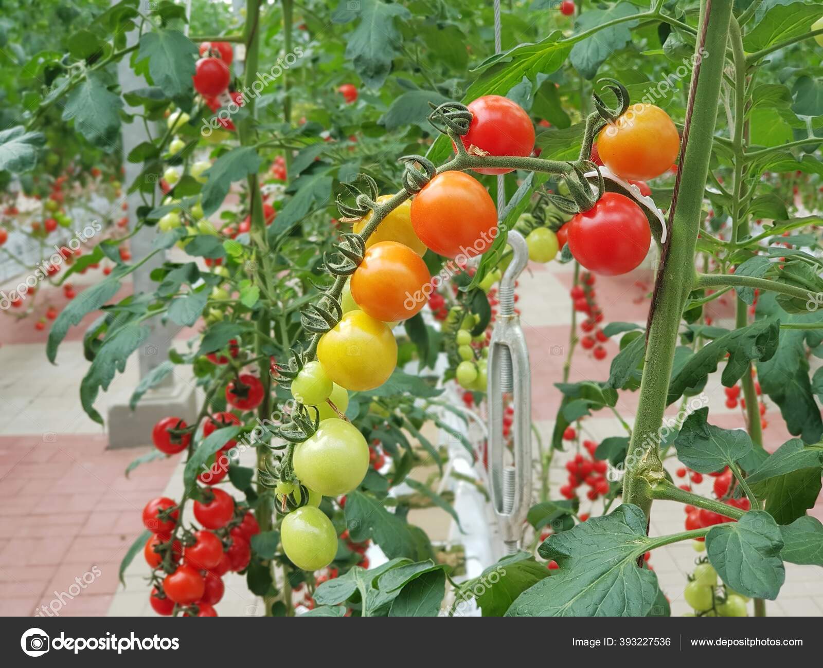 Vertical Farming Sustainable Agriculture Future Food Stock Photo by ...