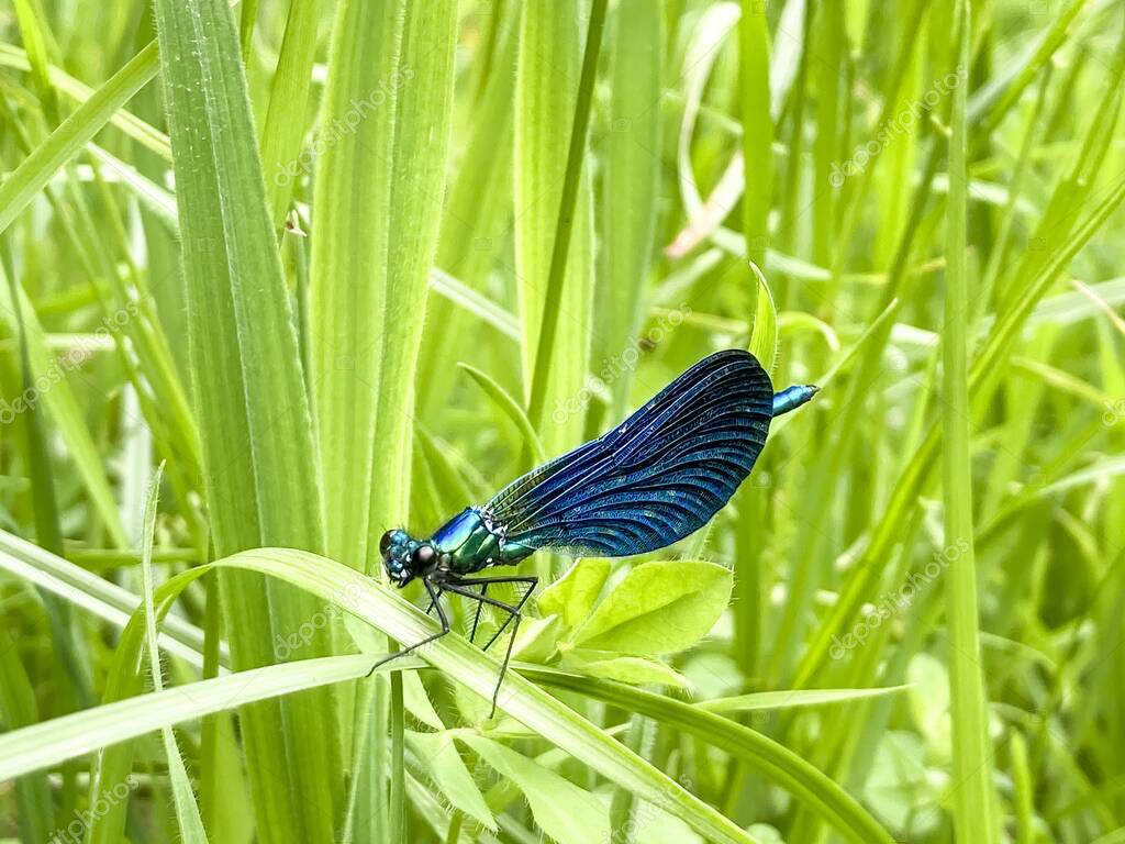 Una toma selectiva de enfoque de una damisela azul com n sentada en el ...