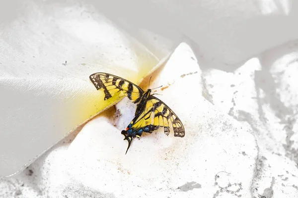 Mariposa con un ala roto fotos de stock, imágenes de Mariposa con un ...