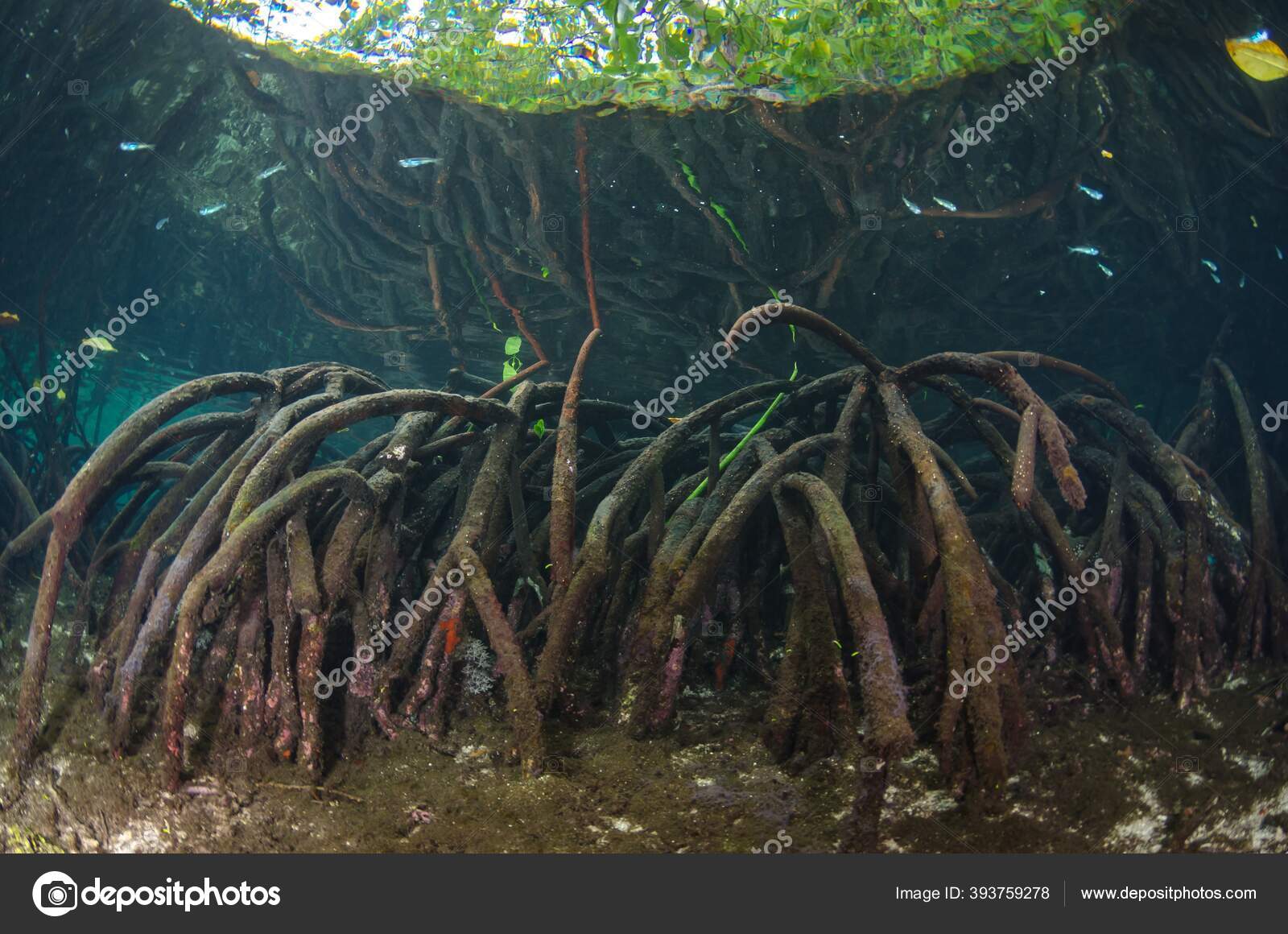 Underwater Tree Roots