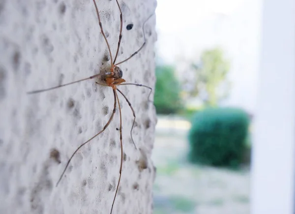 Daddy long legs spiders Stock Photos, Royalty Free Daddy long legs ...