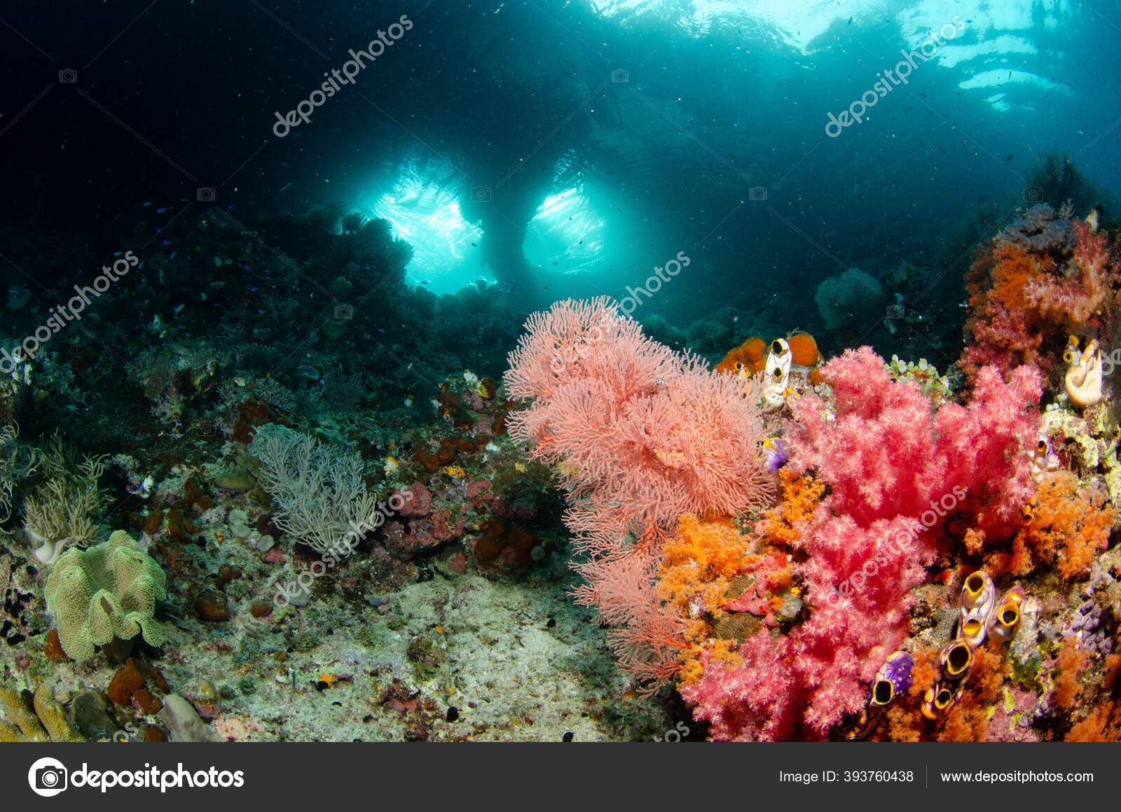 Beautiful Corals Wallpaper