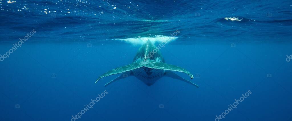 Una vista submarina de una ballena jorobada nadando cerca de la ...