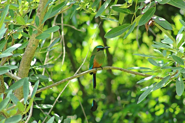 Torogoz fotos de stock, imágenes de Torogoz sin royalties | Depositphotos