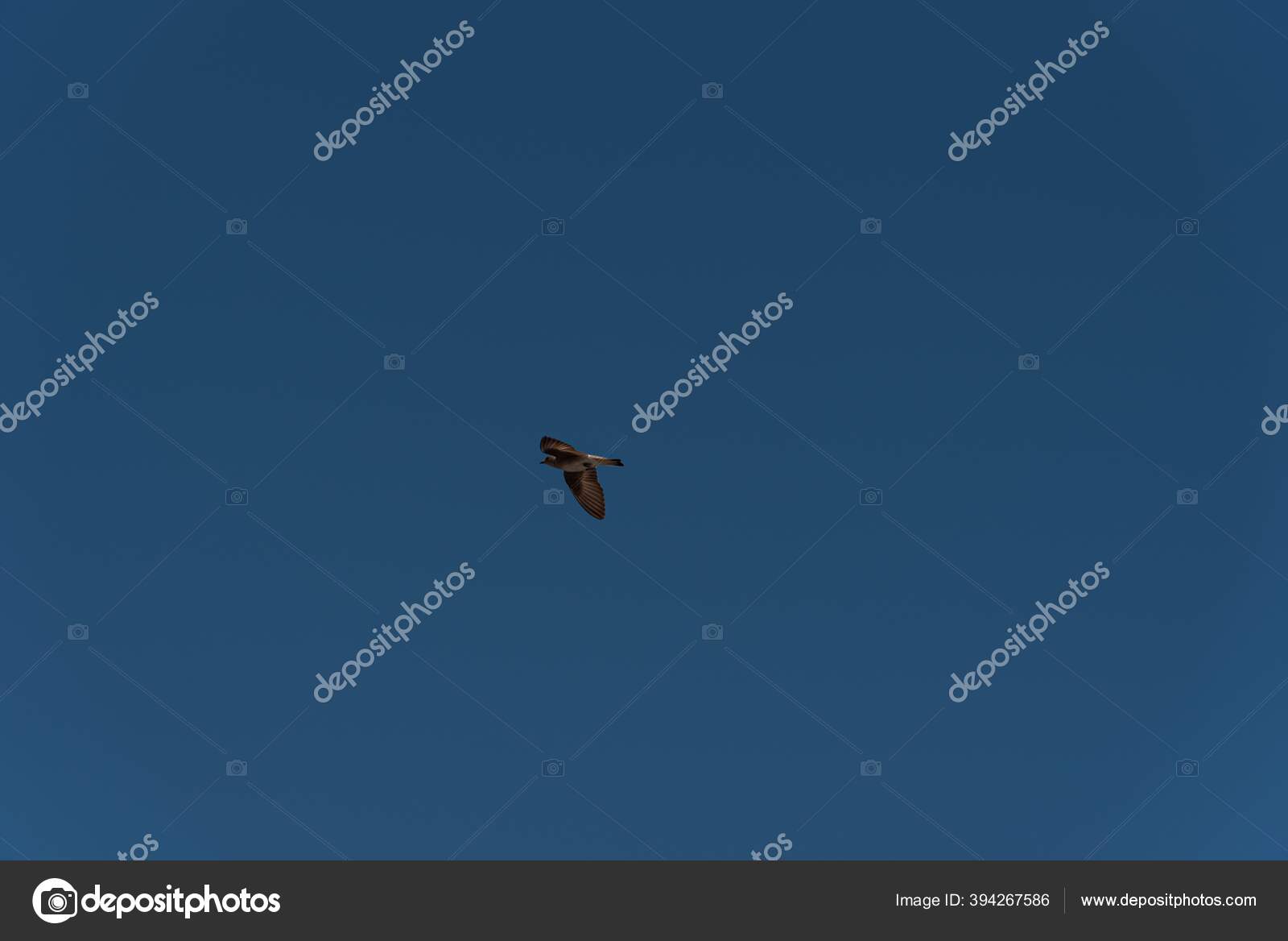 Single Bird Flying Blue Background Stock Photo by ©Wirestock 394267586