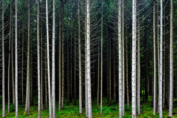 Very tall trees Stock Photos, Royalty Free Very tall trees Images ...