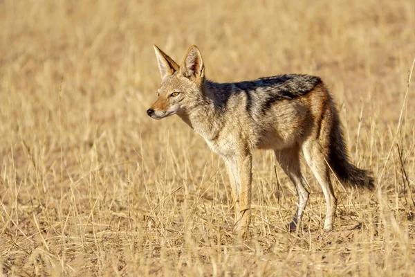 Grey jackal Stock Photos, Royalty Free Grey jackal Images | Depositphotos