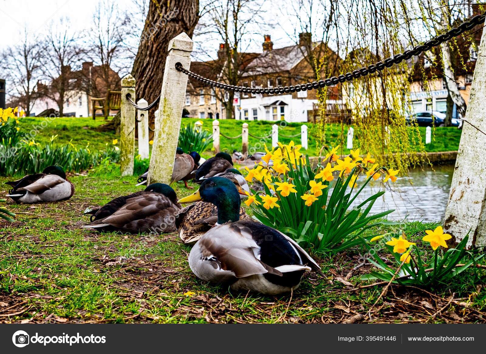 Low Angle Shot Several Ducks Sitting Green Grass Next Pond — Stock ...