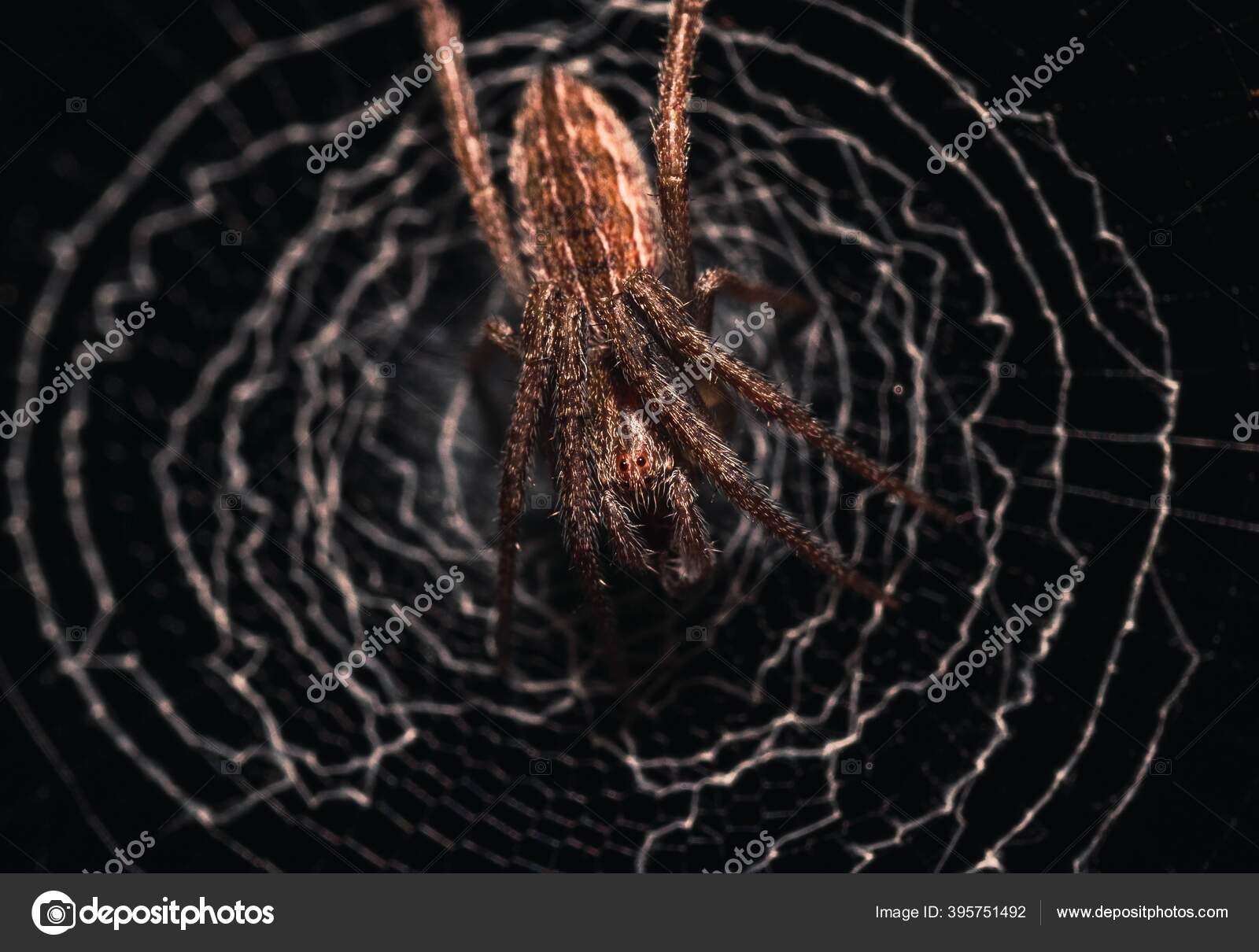 Macro Shot Puerto Rican Spider Its Web Black Background — Stock Photo ...