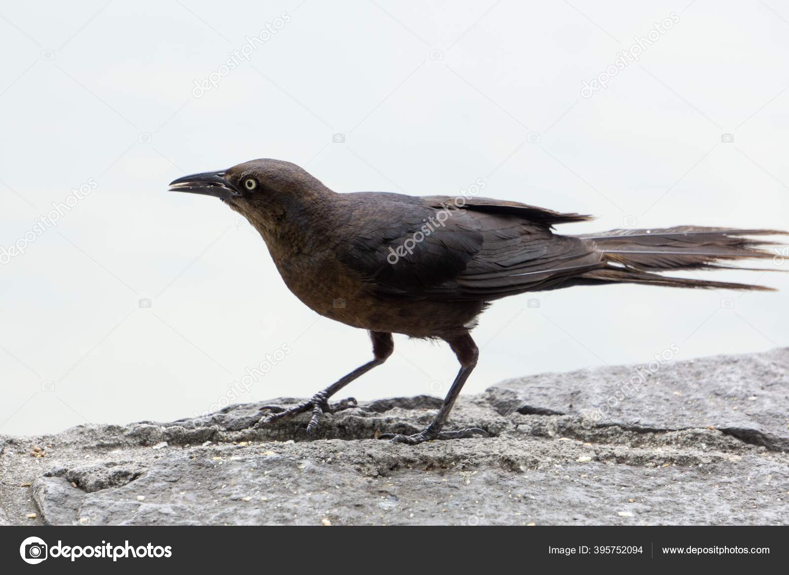 Selective Focus Shot Brown Crow Angry Look Rocky Surface — Stock Photo ...